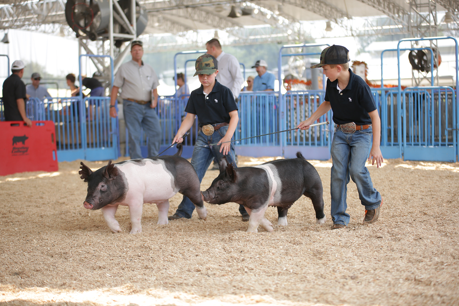 W-D Swine Farm | Home to the Famous Blues