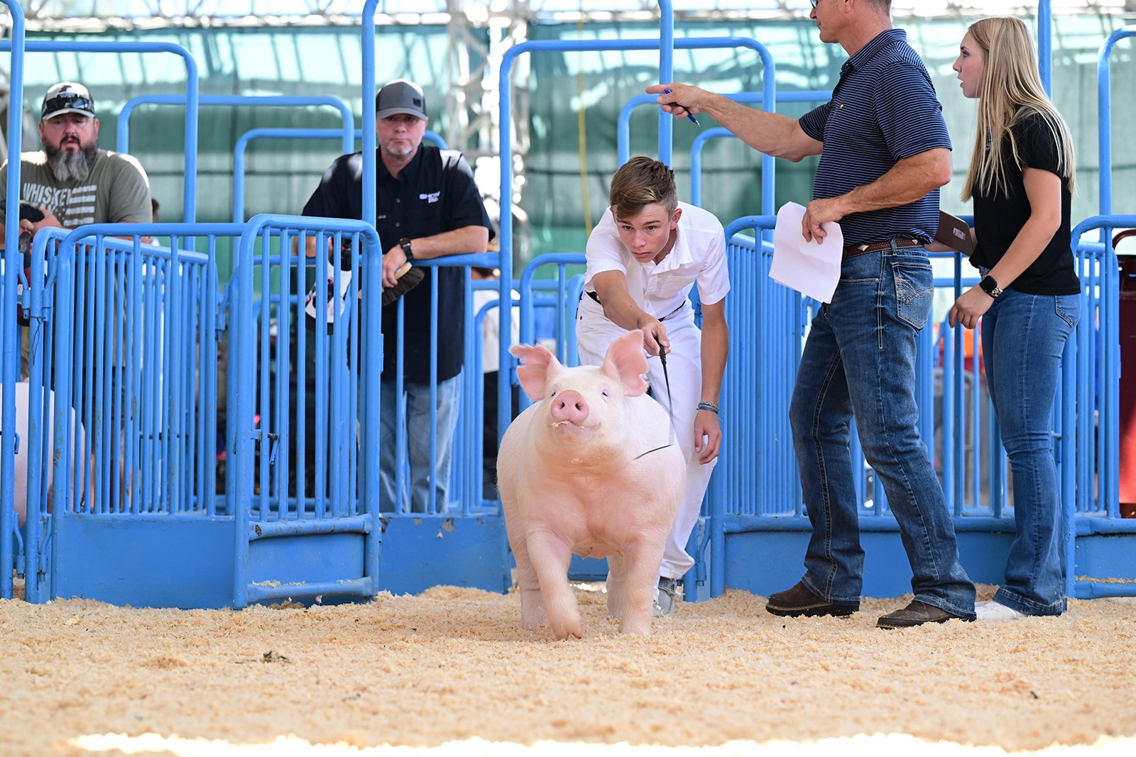 W-D Swine Farm | Home to the Famous Blues